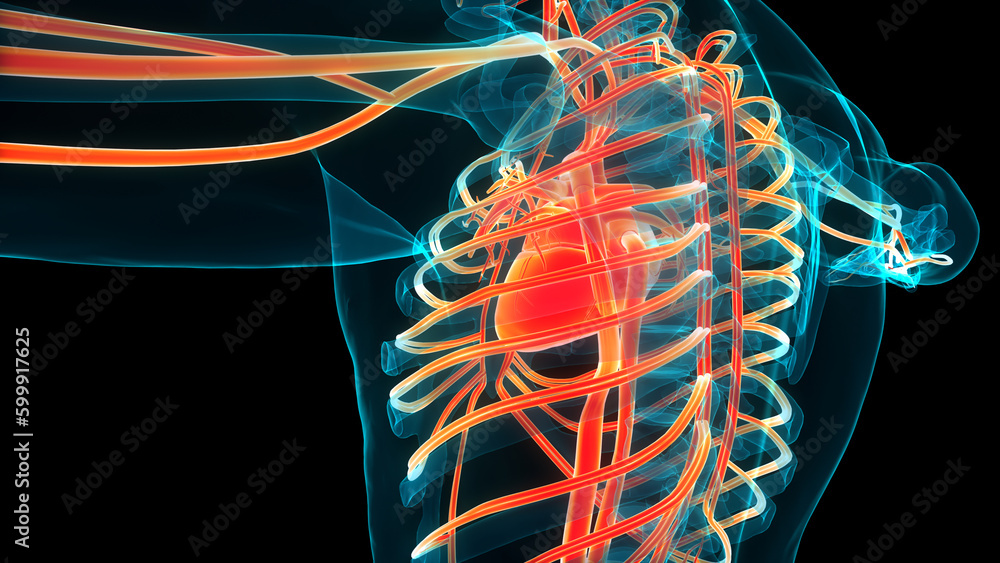 Human Circulatory System Heart Anatomy Stock Illustration | Adobe Stock