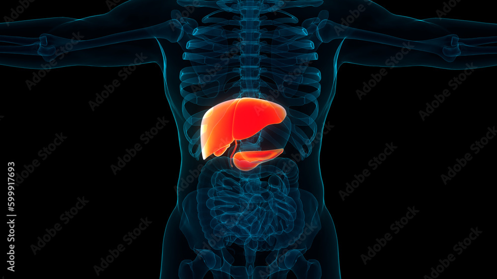 Human Internal Digestive Organ Liver Anatomy Stock Illustration | Adobe ...