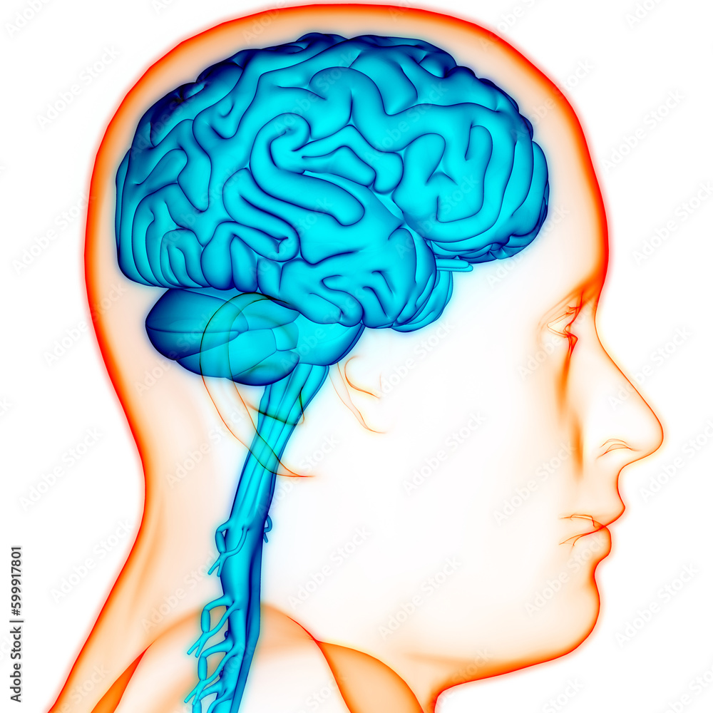 Central Organ of Human Nervous System Brain Anatomy Stock Illustration ...