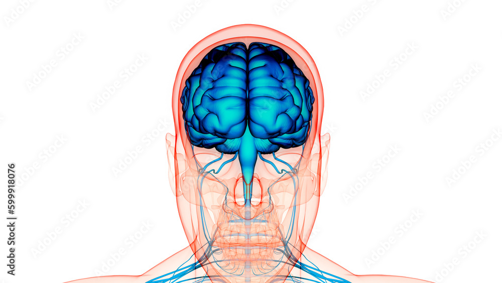 Central Organ of Human Nervous System Brain Anatomy Stock Illustration ...