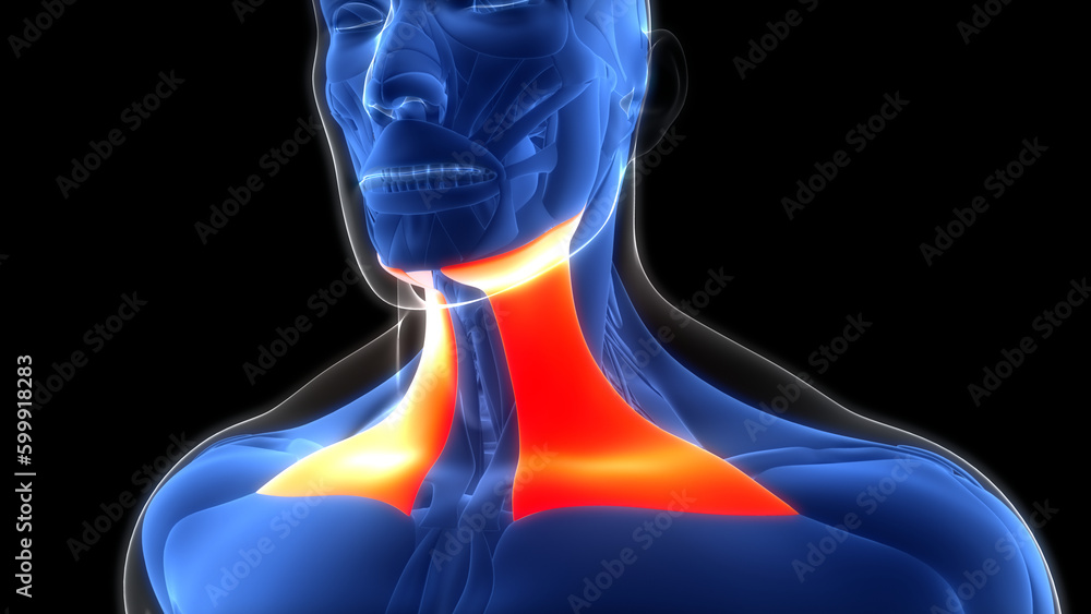 Human Body Muscular System Head Muscles Platysma Muscle Anatomy Stock ...