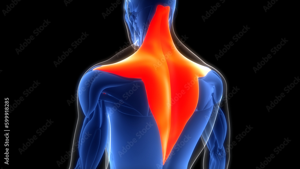 Human Muscular System Torso Muscles Trapezius Muscle Anatomy Stock ...