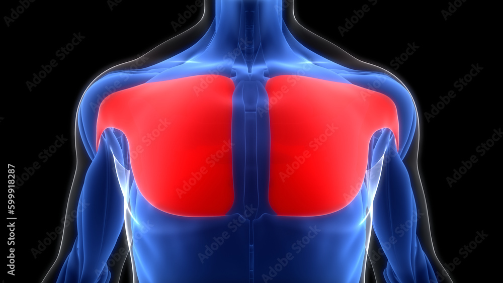 Human Muscular System Torso Muscles Pectoral Muscles Anatomy Stock ...