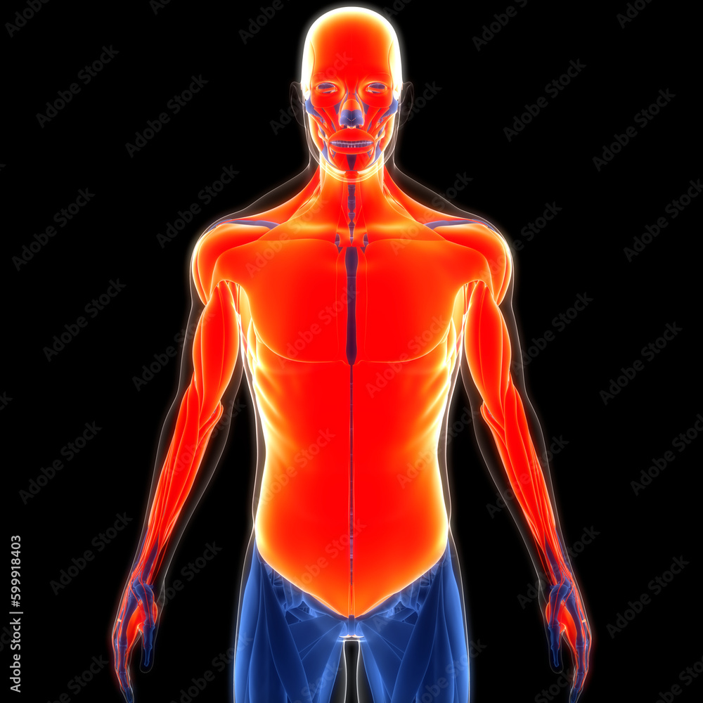 Human Muscular System Torso Muscles Anatomy Stock Illustration | Adobe ...