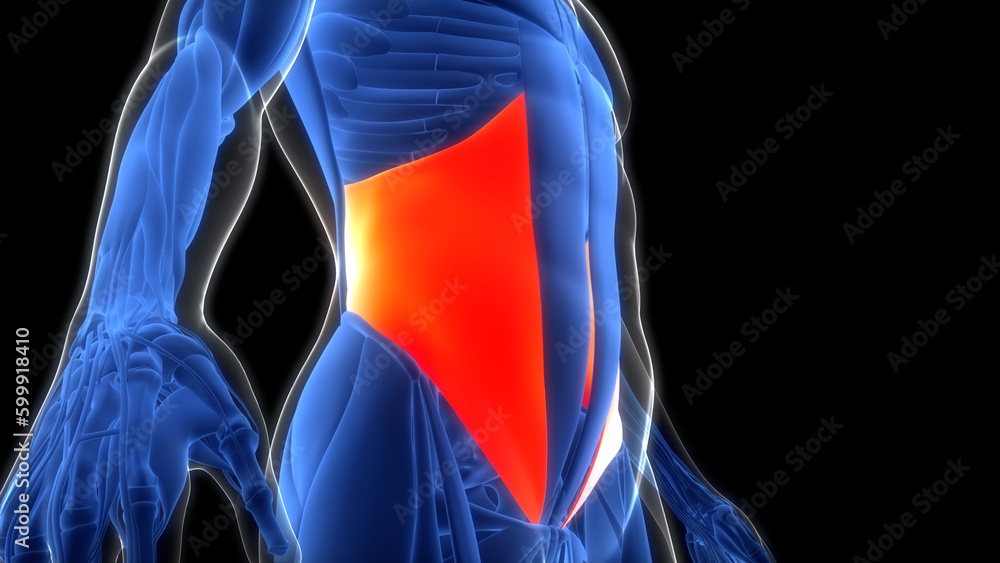 Human Muscular System Torso Muscles Internal Oblique Muscles Anatomy ...