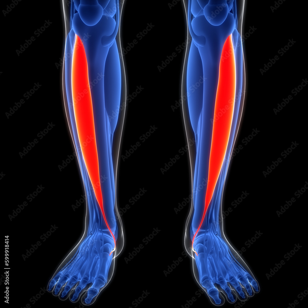 Human Muscular System Leg Muscles Tibialis Anterior Muscles Anatomy ...