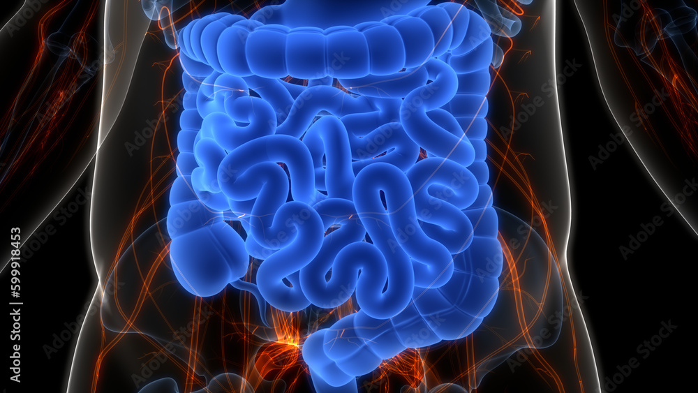 Human Digestive System Anatomy Stock Illustration | Adobe Stock