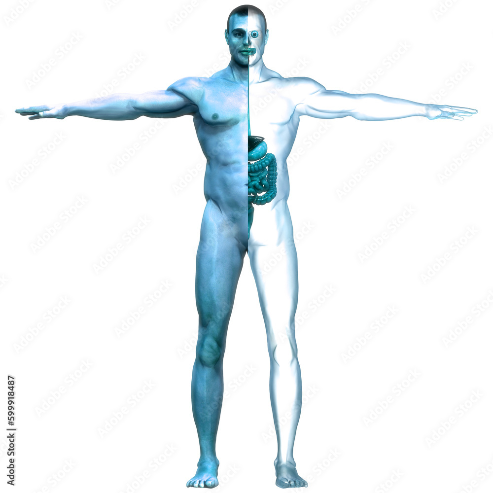 Human Digestive System Anatomy Stock Illustration Adobe Stock