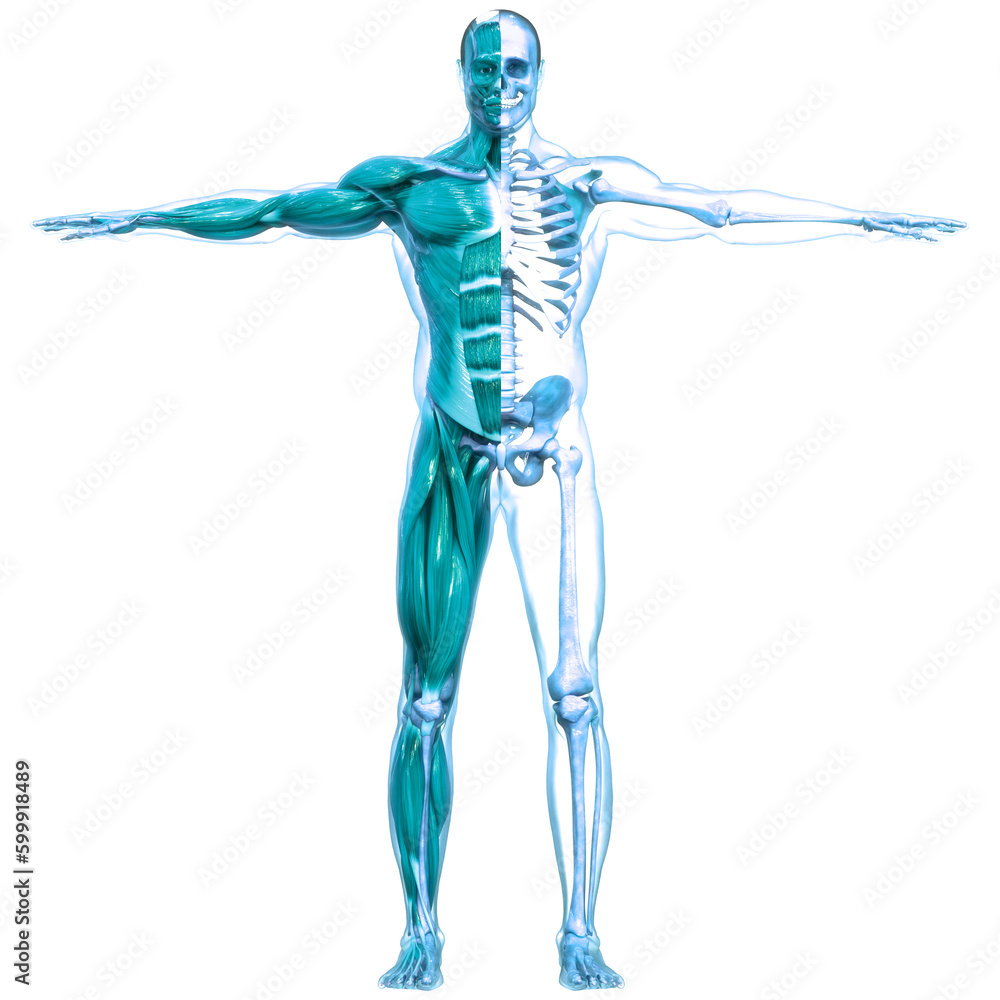 Human Body Muscular System Muscles Anatomy Stock Illustration | Adobe Stock