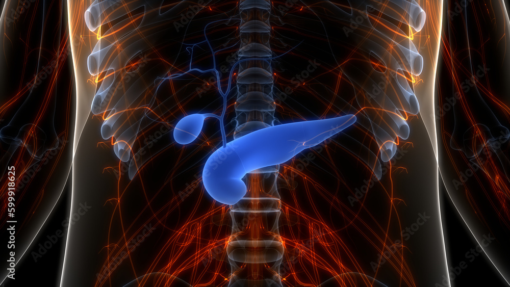 Human Internal Organs Pancreas with Gallbladder Anatomy Stock ...