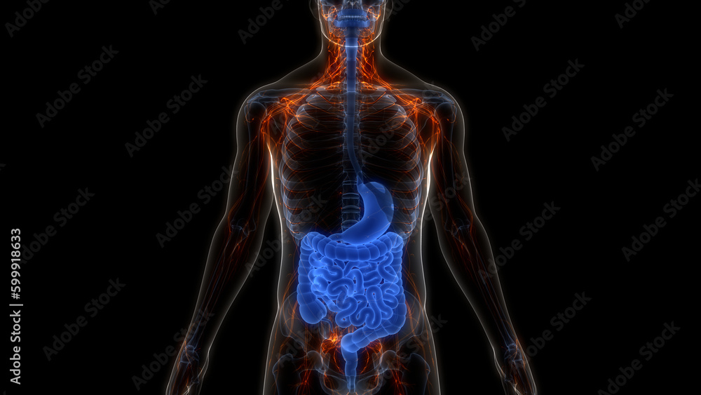 Human Digestive System Anatomy Stock Illustration | Adobe Stock