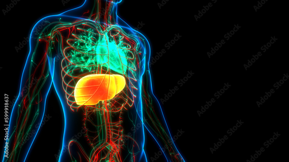 Human Internal Digestive Organ Liver Anatomy Stock Illustration | Adobe ...