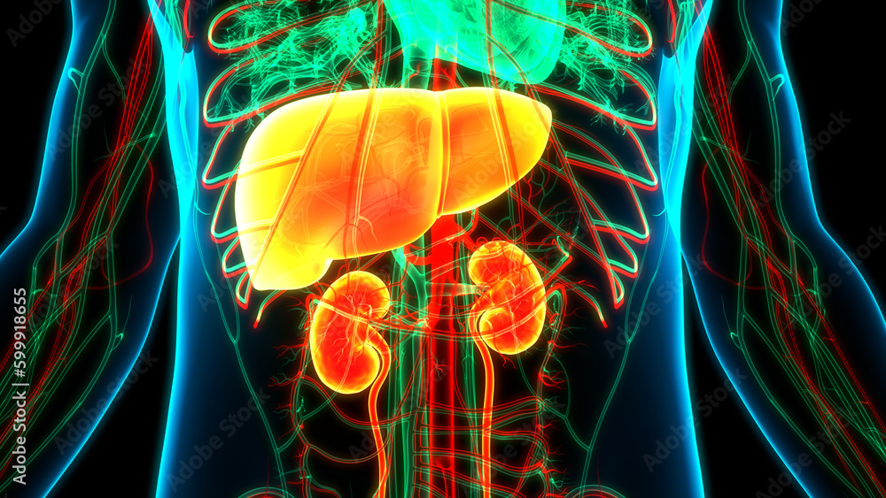 Human Internal Organs Liver with Urinary System Anatomy Stock ...