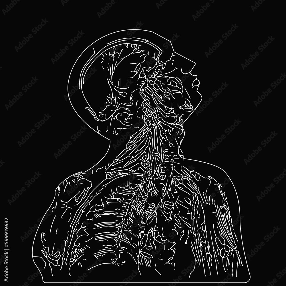 Linear illustration of a human and his vascular system in white color ...