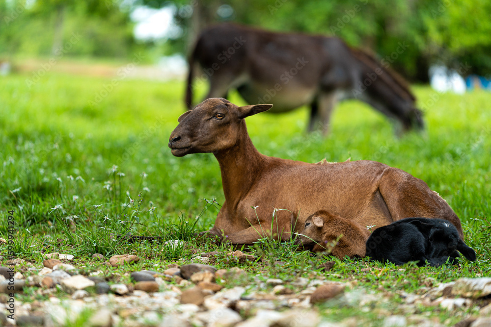 Wild brown Colombian Latino goat with two young ones, one black and the ...