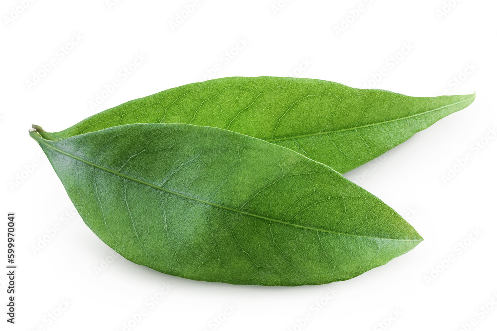 Green lychee leaf isolated on a white background Stock Photo | Adobe Stock