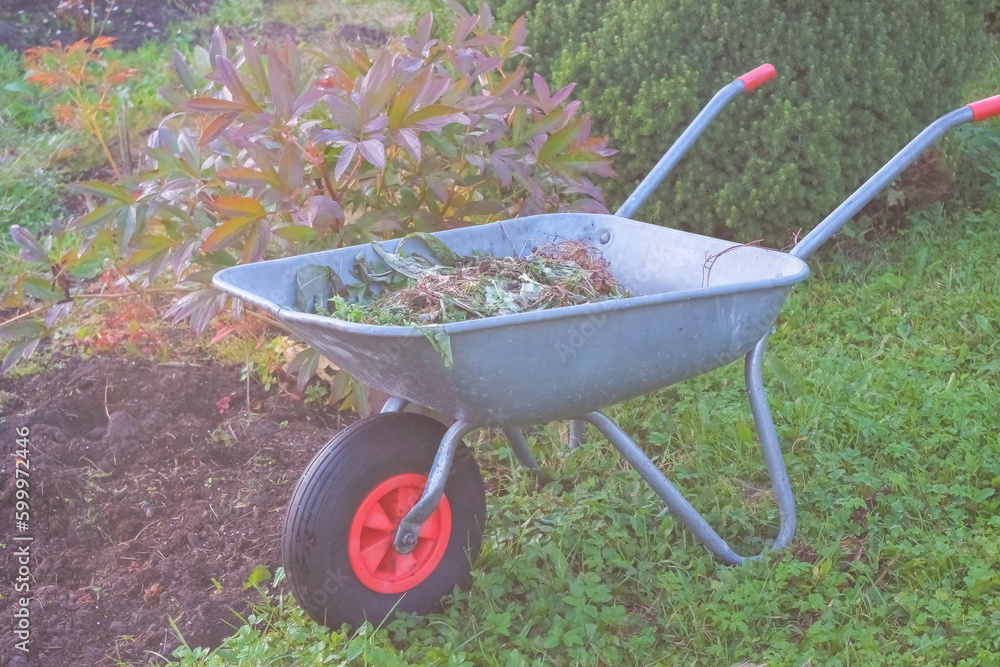wheelbarrow in the garden full of weeds and branches,mowed grass.Garden ...