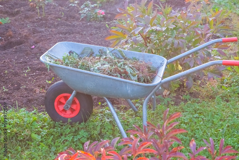 wheelbarrow in the garden full of weeds and branches,mowed grass.Garden ...