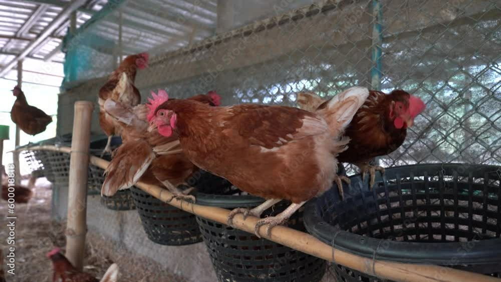 naturally raised laying hens chickens raised in chicken farms raised ...