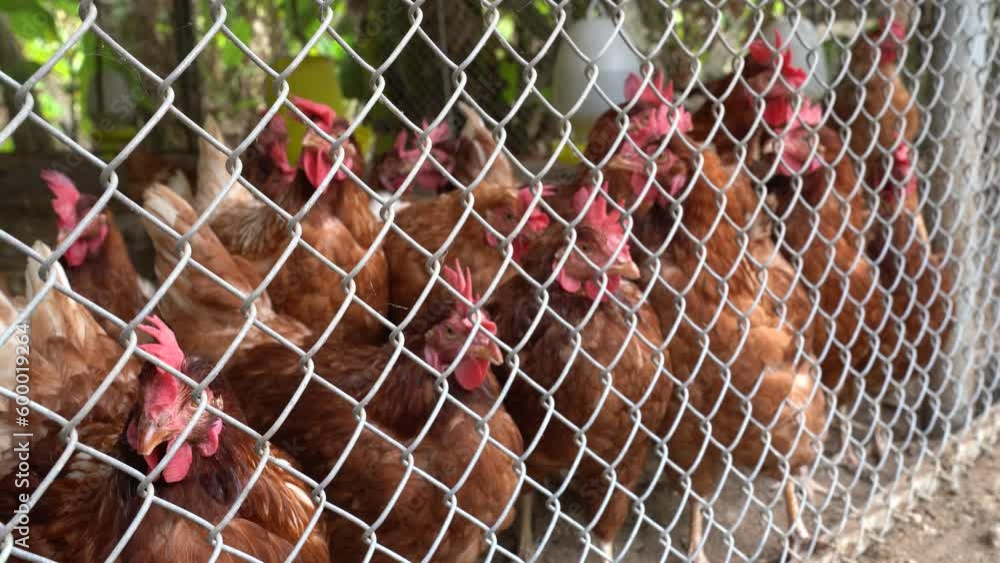 Poultry Disease Outbreaks, Avian Influenza in Chickens, Stock Video ...