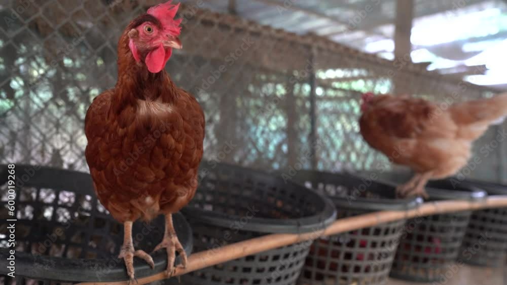 Poultry Disease Outbreaks, Avian Influenza in Chickens, Stock ビデオ ...