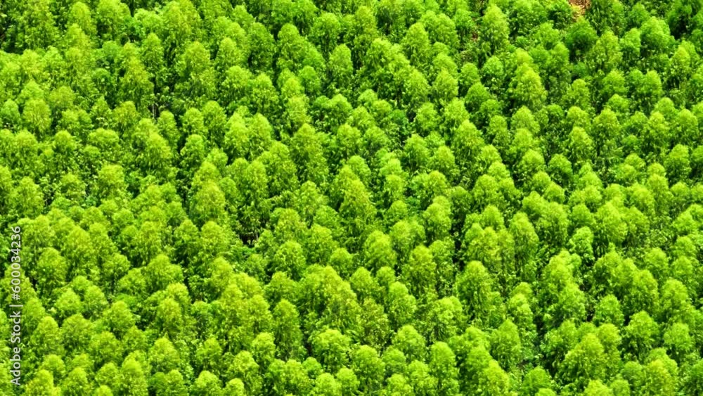 Drone view of an Eucalyptus grove showcases the grandeur of these ...
