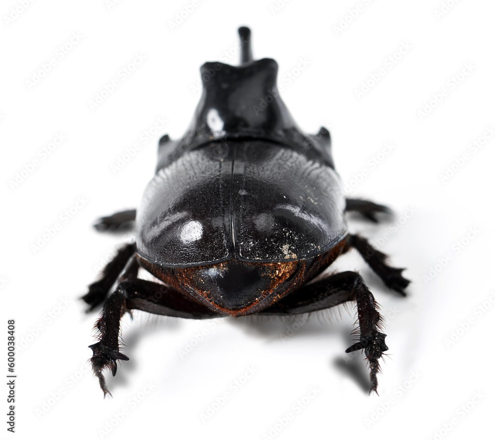 Rhinoceros beetle, black and bug on a white background in studio for ...