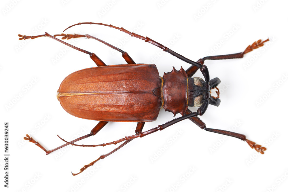 Top view, insect and titan beetle on a white background in studio for ...