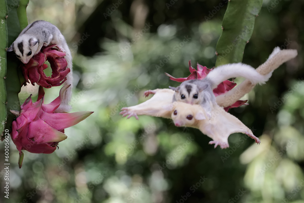 An albino sugar glider mother is gliding towards a ripe dragon fruit on ...