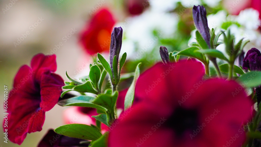 Macro de fleurs de pétunia rouges Stock Photo | Adobe Stock