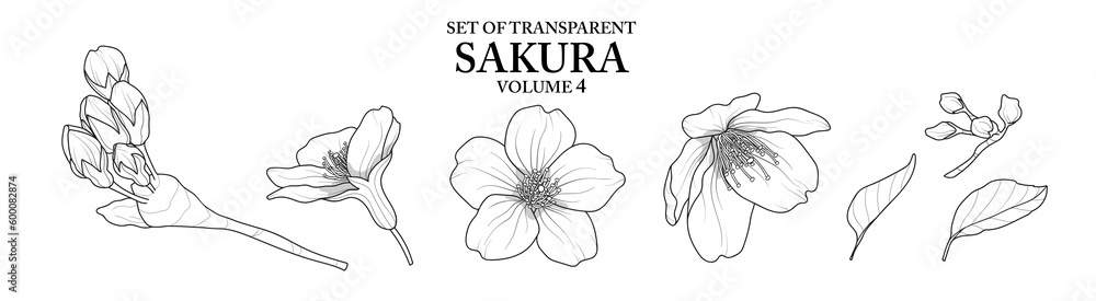 Cute hand drawn isolated black outline of Sakura on transparent ...