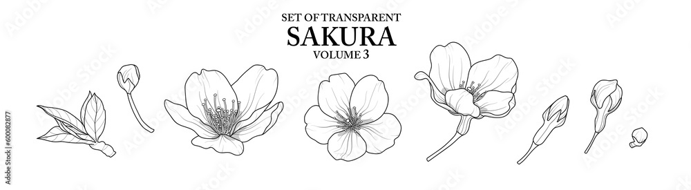 Cute hand drawn isolated black outline of Sakura on transparent ...