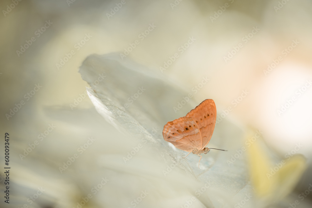 Nature of butterfly and flower in garden using as background ...