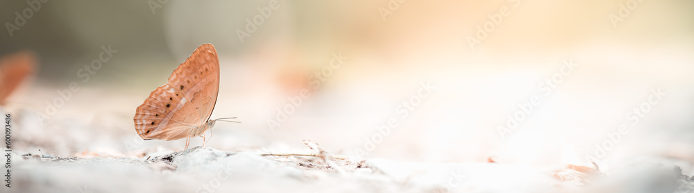 Nature of butterfly and flower in garden using as background ...