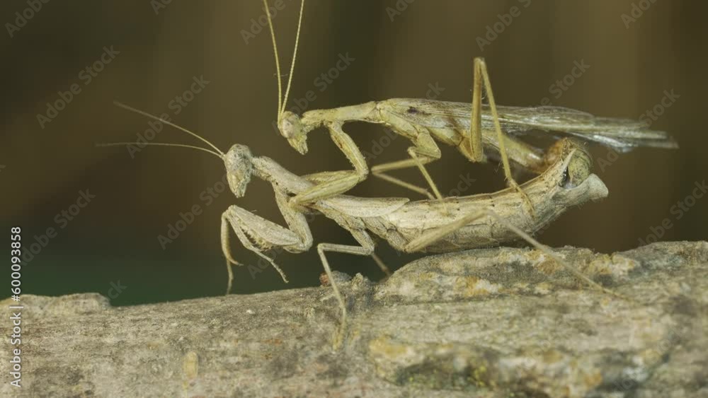 Couple of praying mantis mating on tree branch. The mating process of ...
