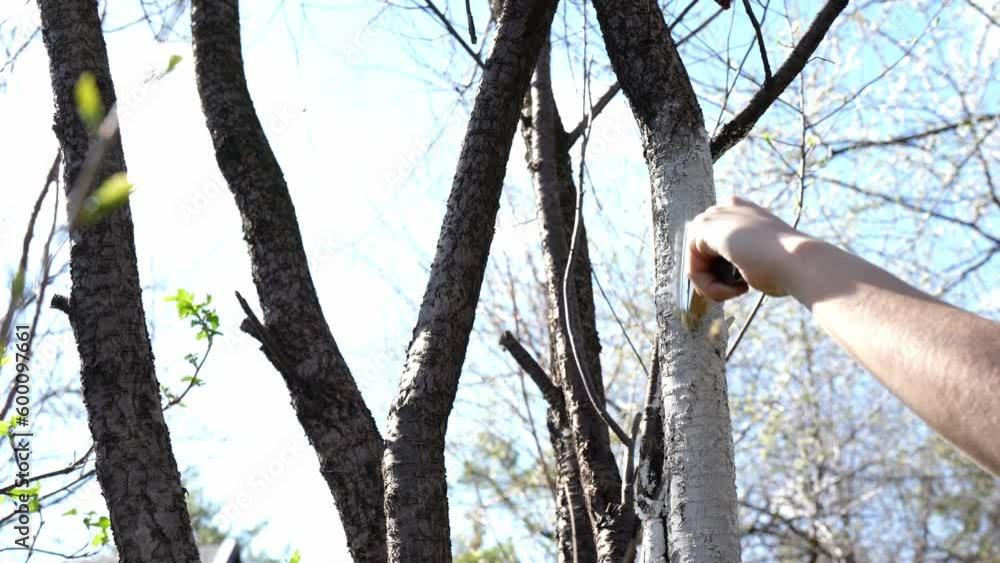 Vidéo Stock Gardener's paint tree bark with brush close-up on sky ...