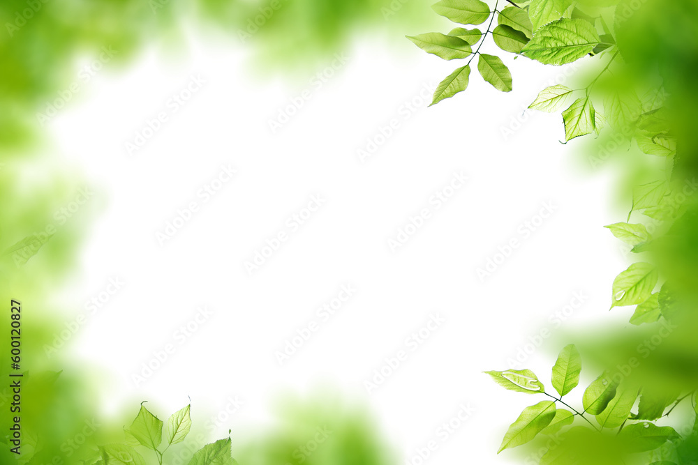 Green leaves leaves with Isolate Leaves on transparent background PNG ...
