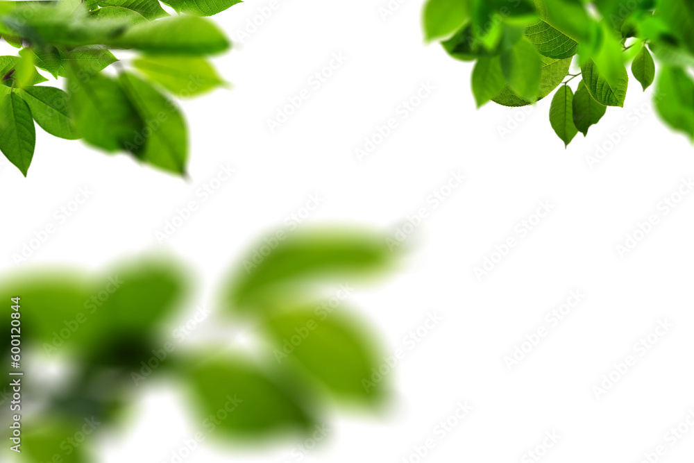 Green leaves leaves with Isolate Leaves on transparent background PNG ...