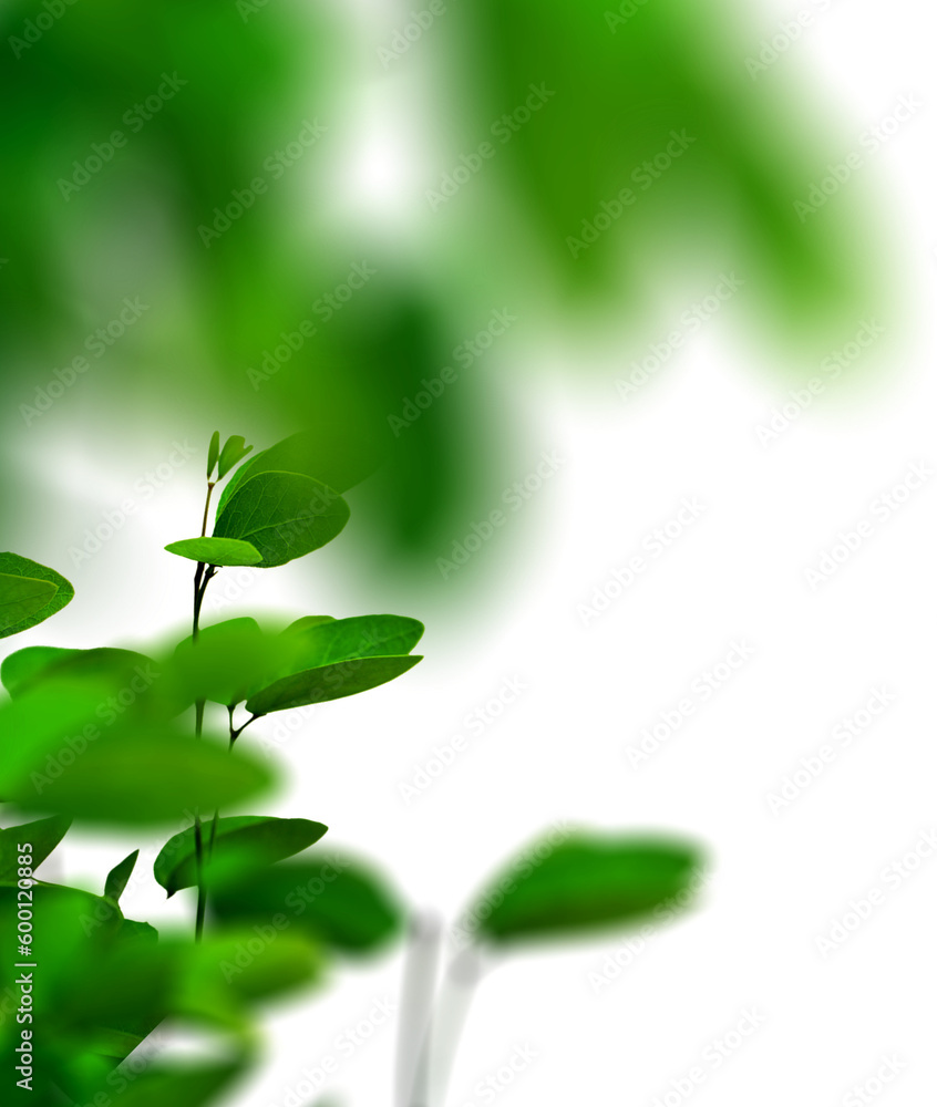 Green leaves leaves with Isolate Leaves on transparent background PNG ...