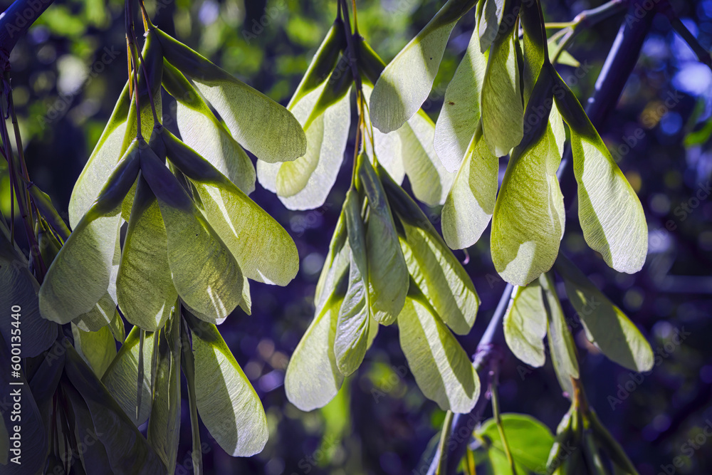 Acer negundo, the box elder, boxelder maple, Manitoba maple or ash ...