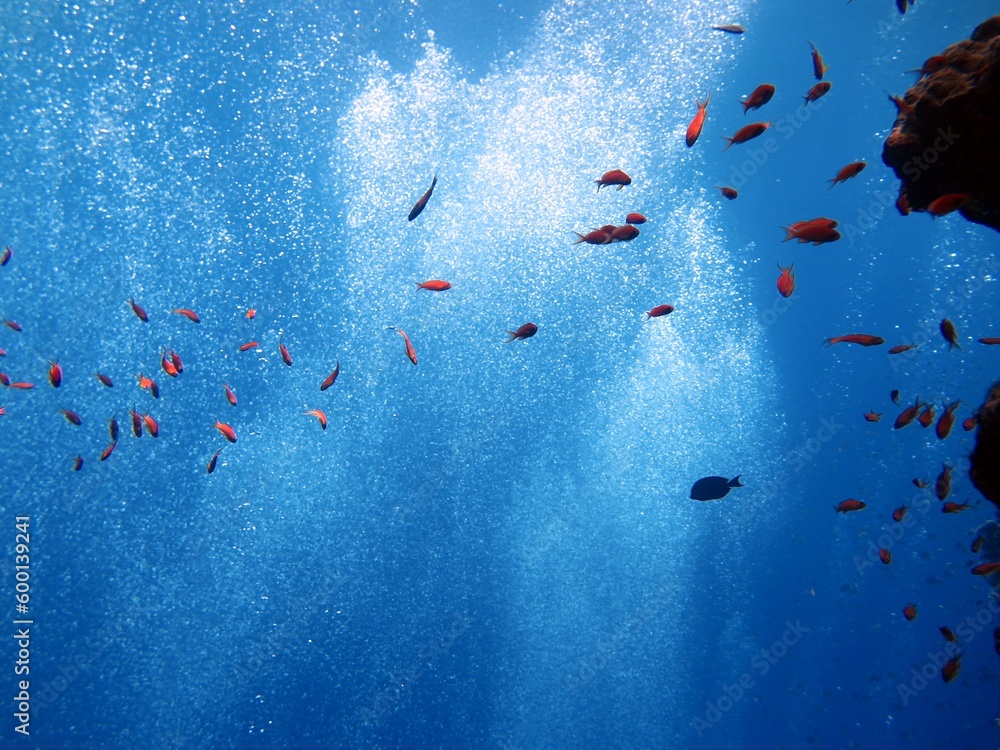 divers bubbles while a dive to canyon dive site in dahab Stock Photo ...