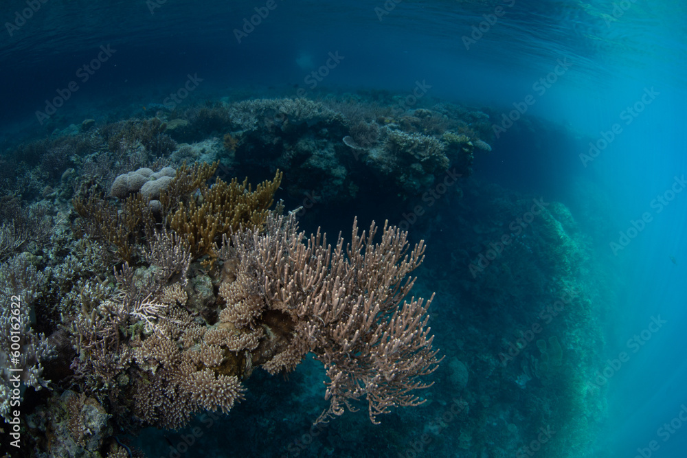 Corals grow right to the edge of a healthy reef drop off in Raja Ampat ...