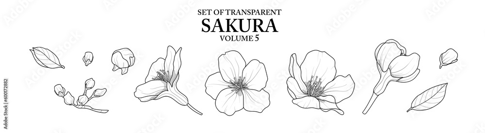 Cute hand drawn isolated black outline of Sakura on transparent ...
