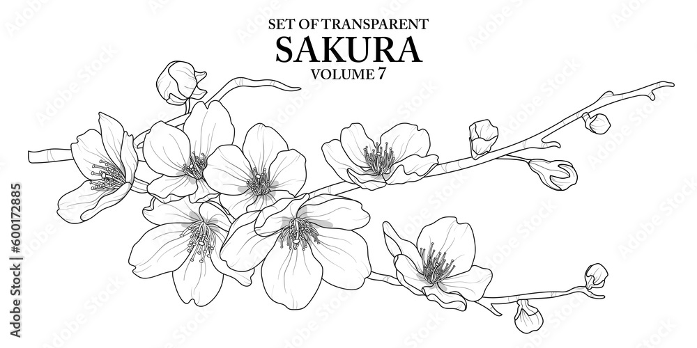 Cute hand drawn isolated black outline of Sakura on transparent ...