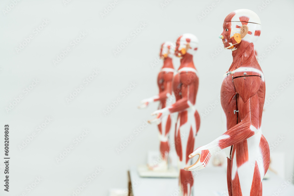 Anatomy model in anatomy classroom at medical school.Science laboratory ...
