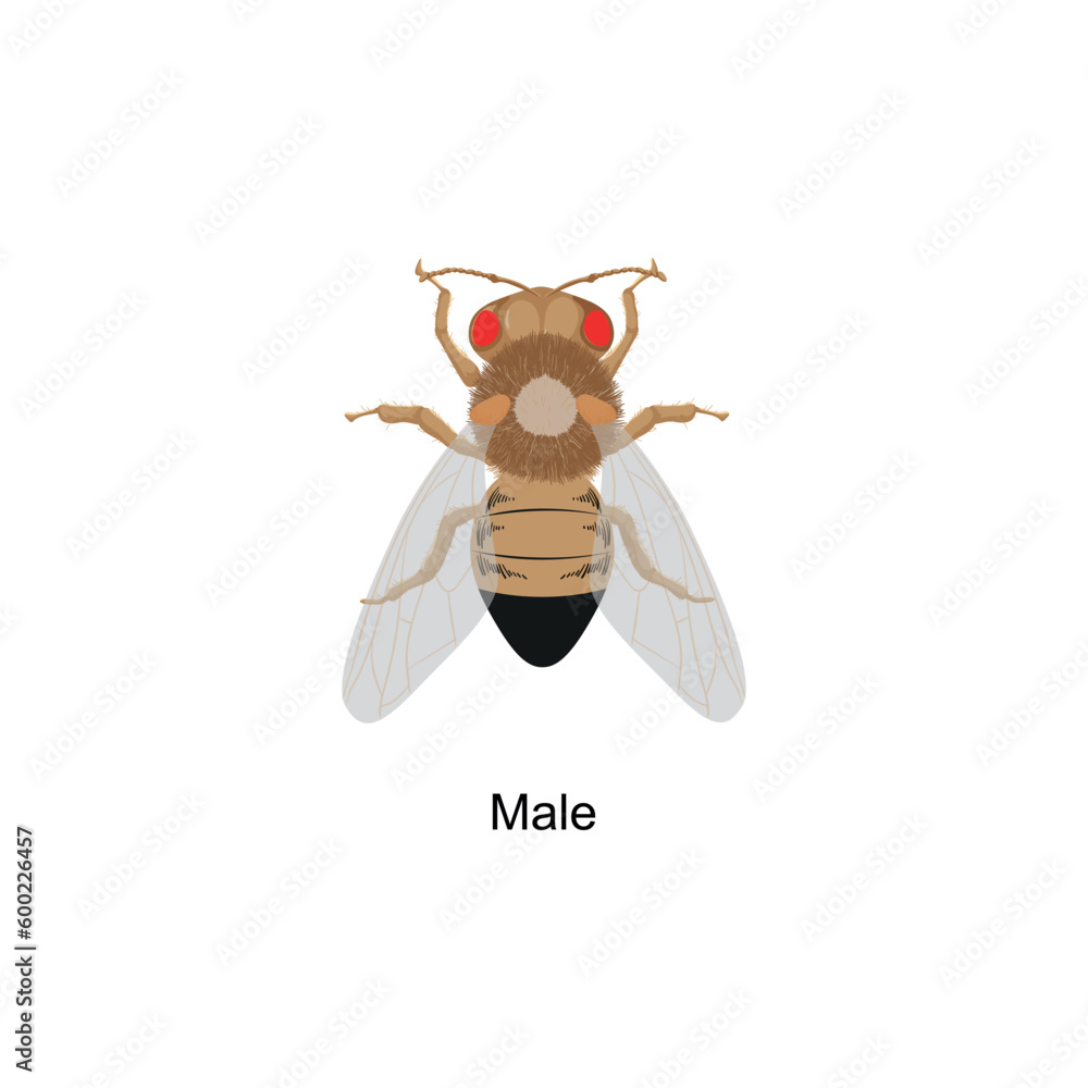 Scientific Designing of Drosophila melanogaster. Vector Illustration ...