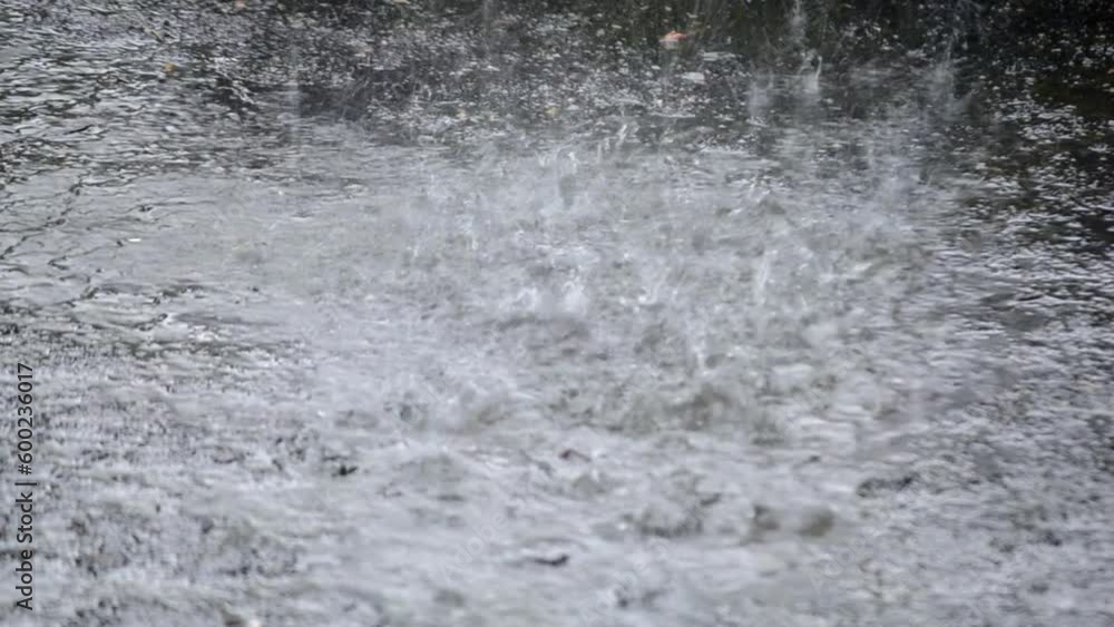 Rain. Rain dripping. drops of heavy rain dripping on the asphalt ...
