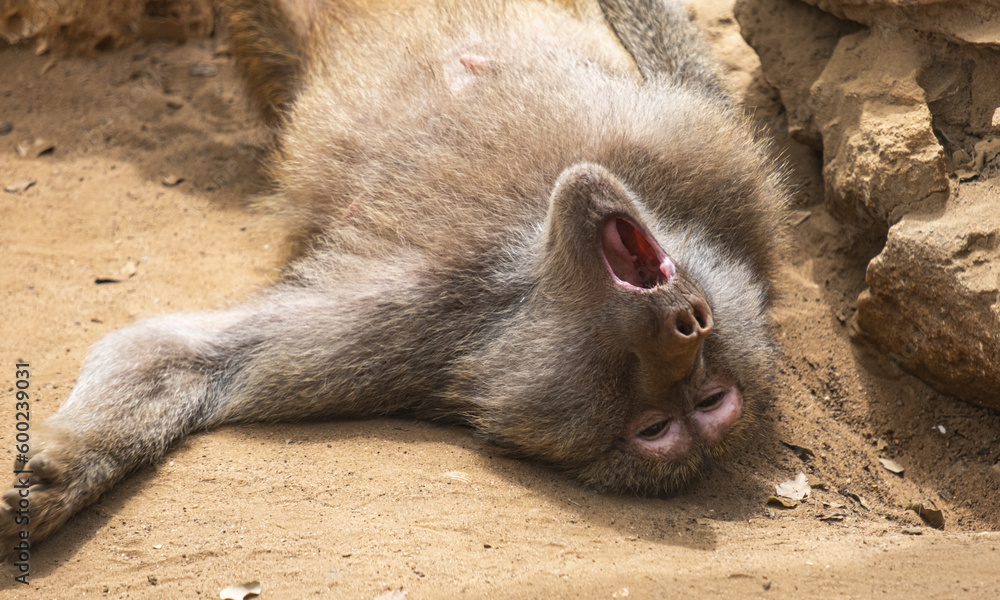 Sleepy monkey lying down and yawning Stock Photo | Adobe Stock
