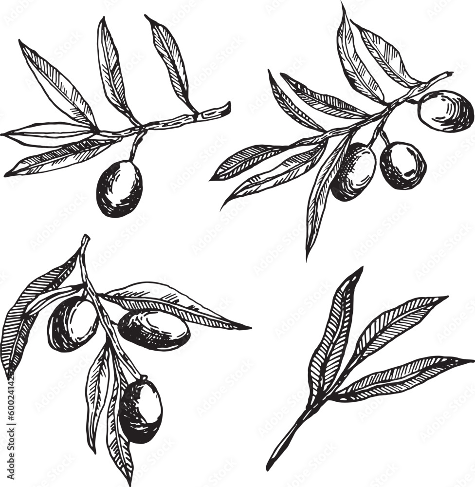 Olive branches graphics vector. Isolated on a white background. Olives ...