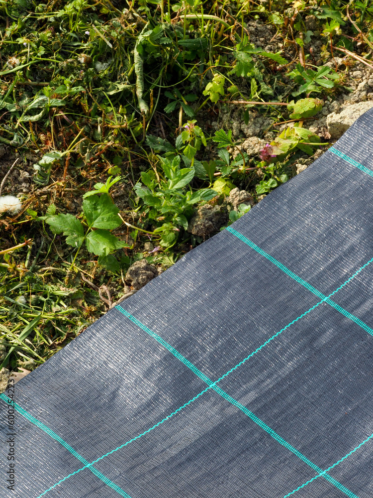 Weed control system with black plastic film. Agricultural technology ...